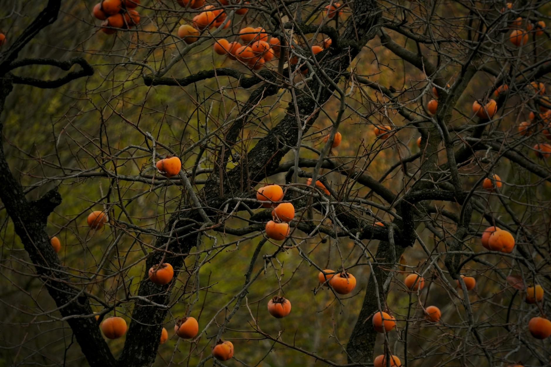 Caquis Fruit: Nutritional Data, Benefits & Selection Tips 2026